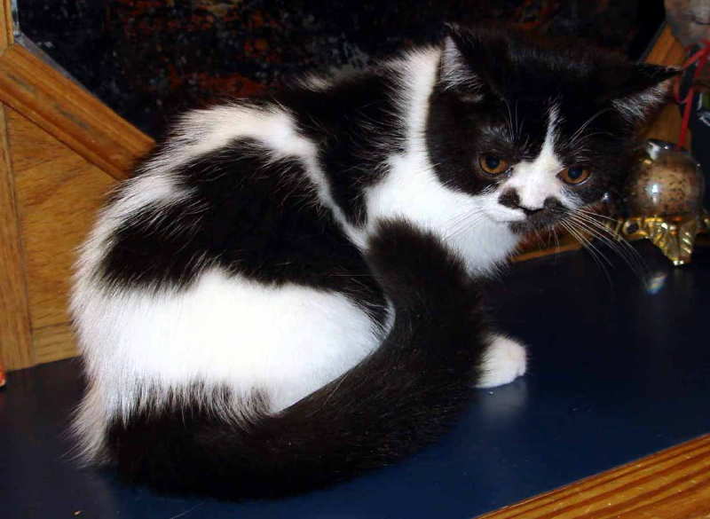 This is Blues Magoos.