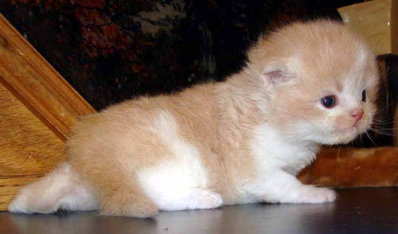 Kittens We Are Offering Now